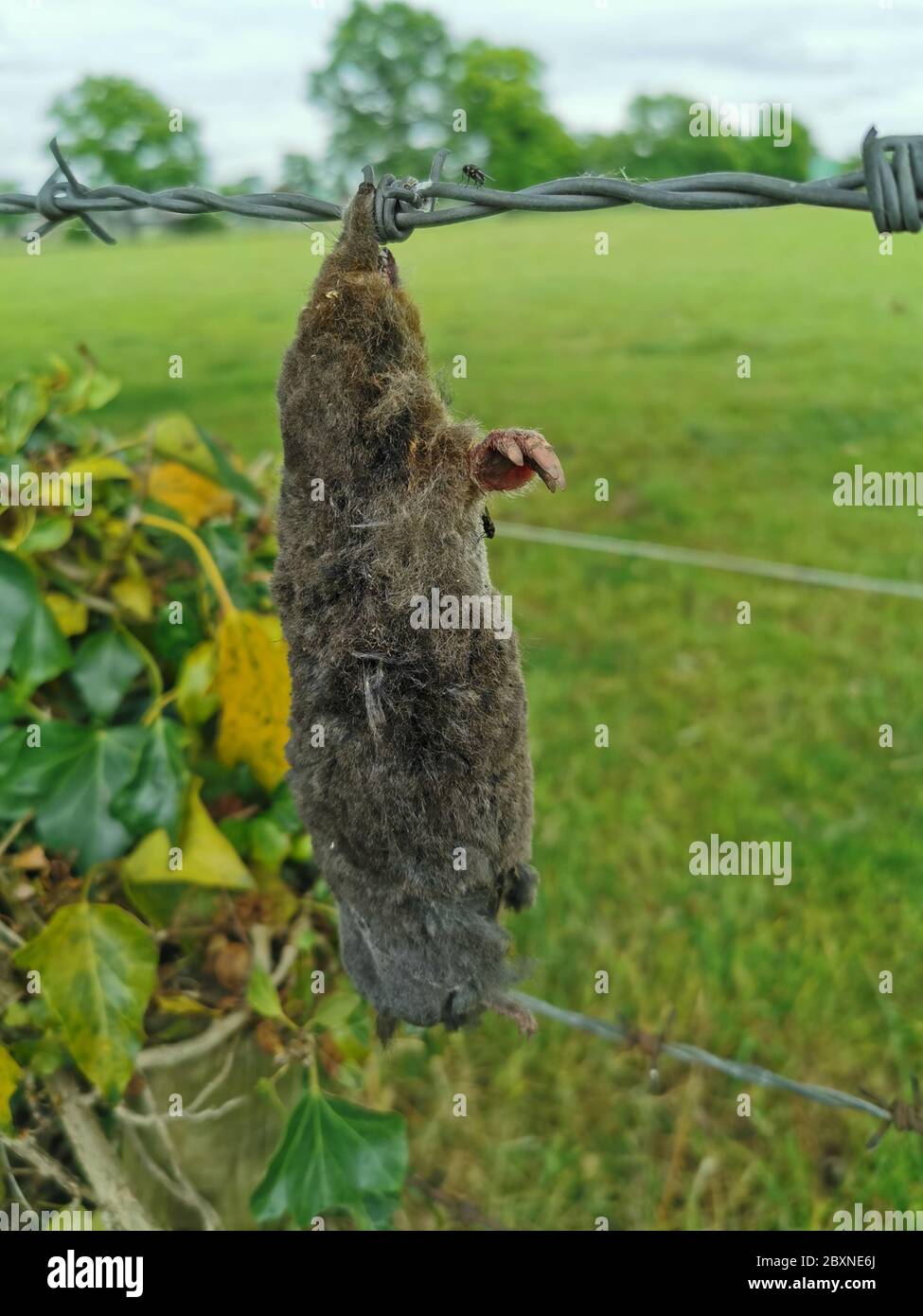 The mole catcher hi-res stock photography and images - Alamy