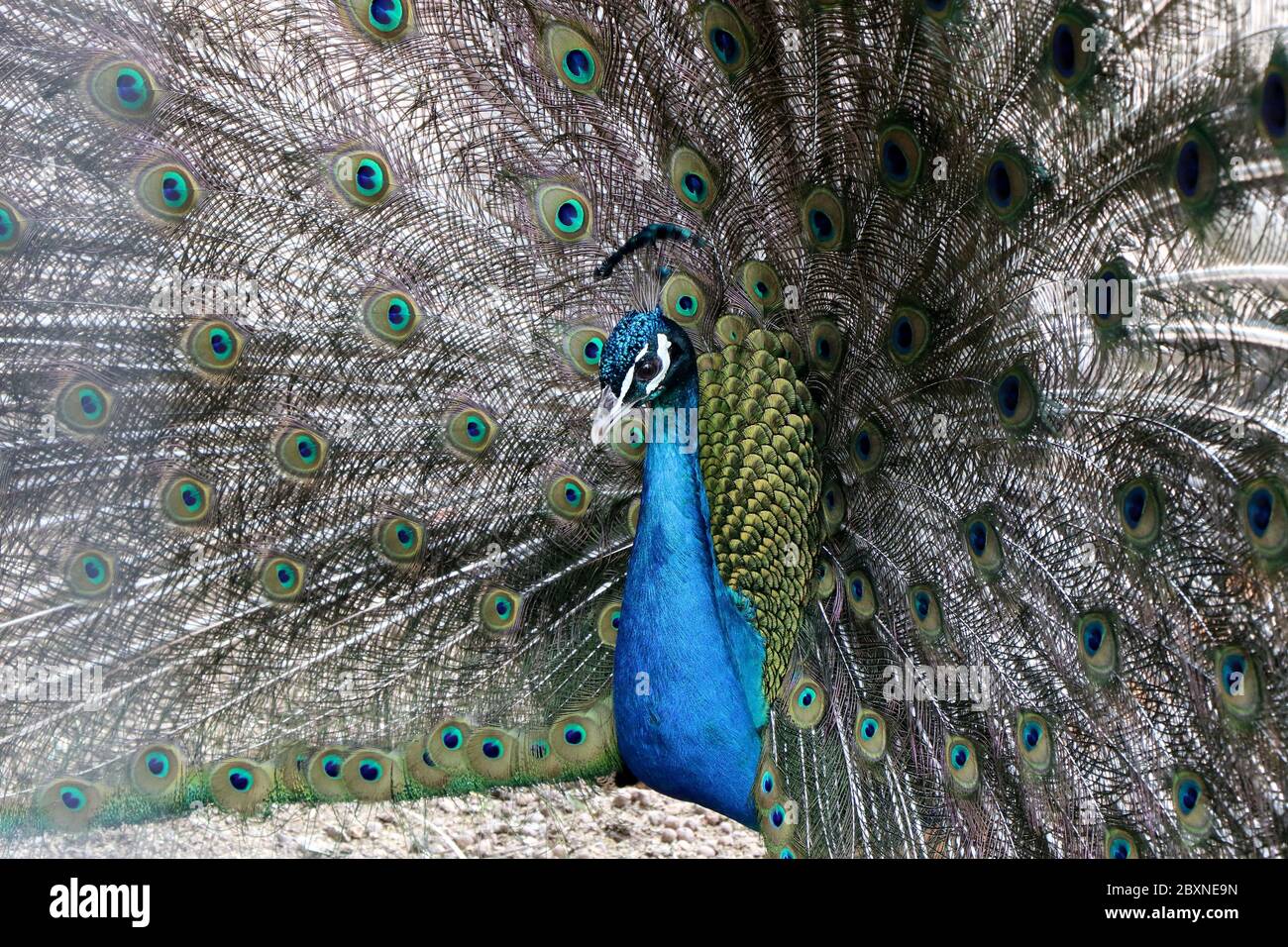 Common peafowl blue peacock birds hi-res stock photography and images ...