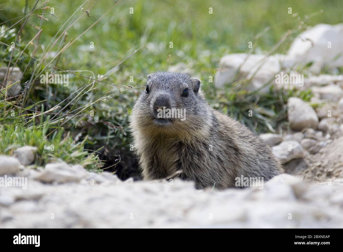 Marmotte alpine hi-res stock photography and images - Alamy