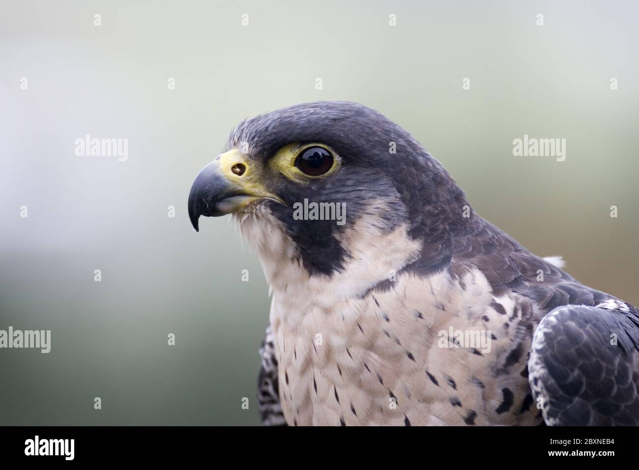 Peregrine hi-res stock photography and images - Alamy