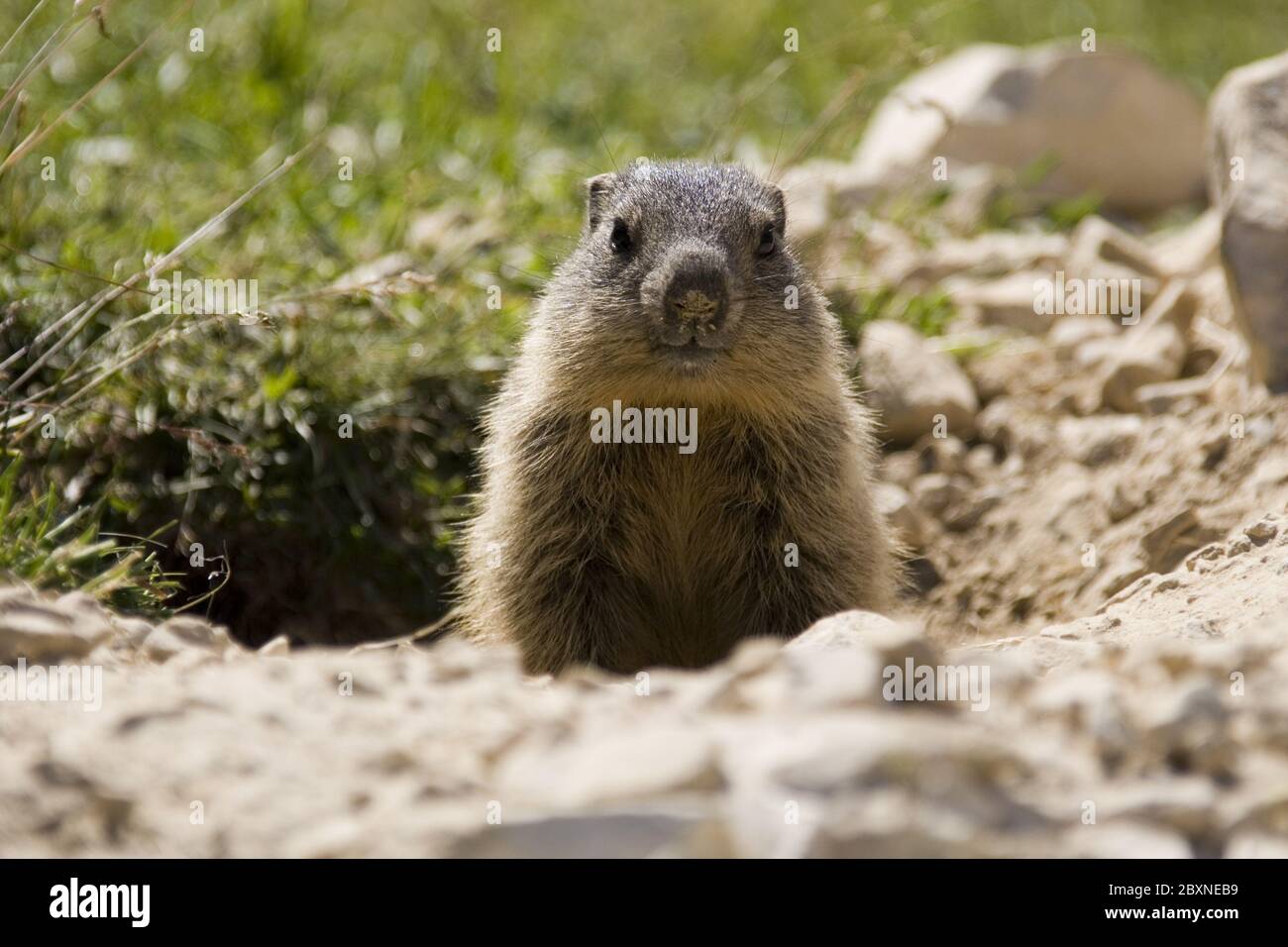 Rodents of europe hi-res stock photography and images - Alamy