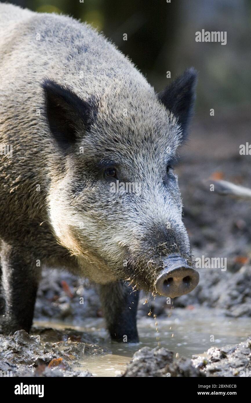 Wild Boar, germany Stock Photo - Alamy
