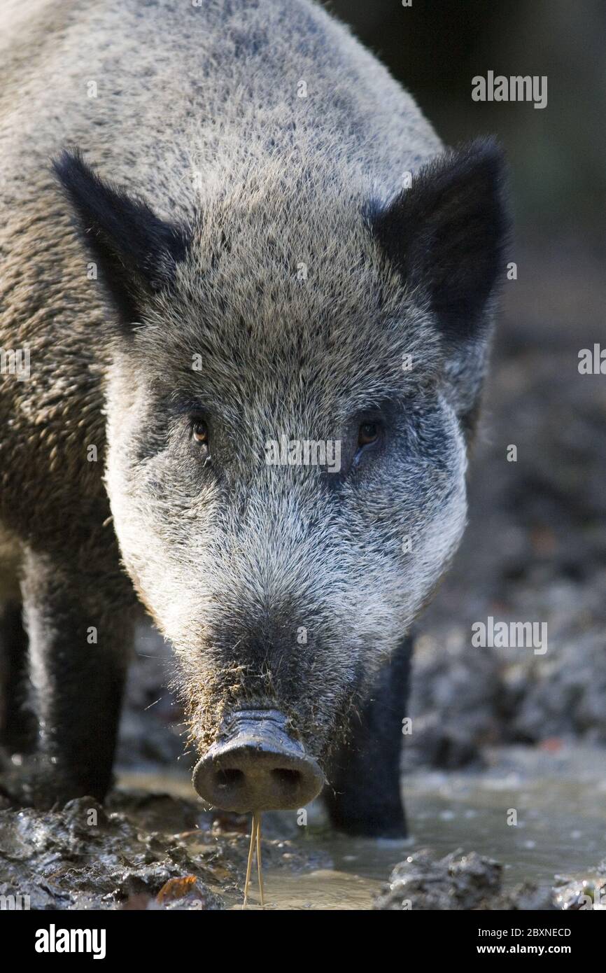 Wild Boar, germany Stock Photo - Alamy