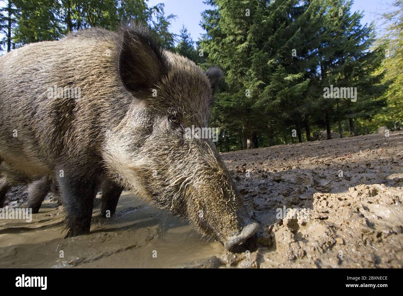 Wild Boar, germany Stock Photo - Alamy