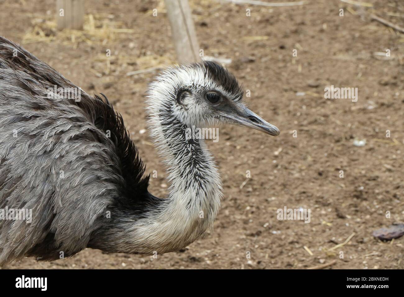 Close-up of a greater rhea Stock Photo - Alamy