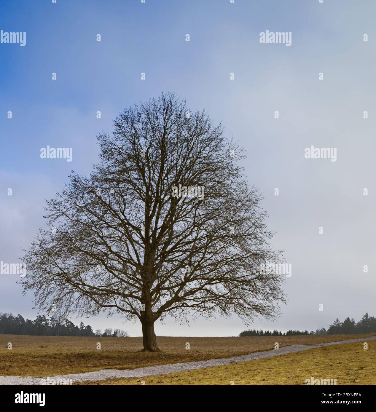 Sky with black tree shade hi-res stock photography and images - Alamy