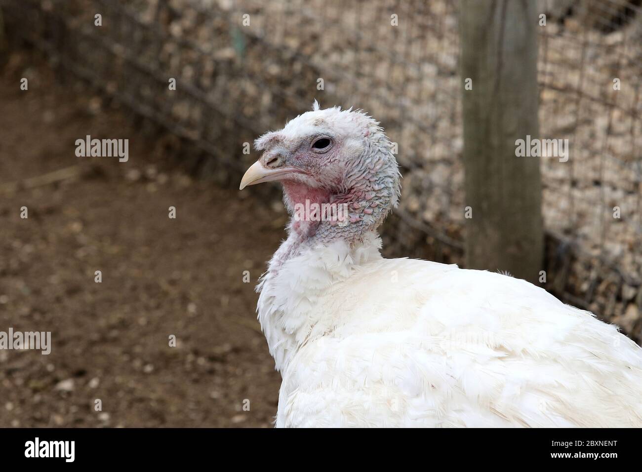 White Broad Breasted White Turkey