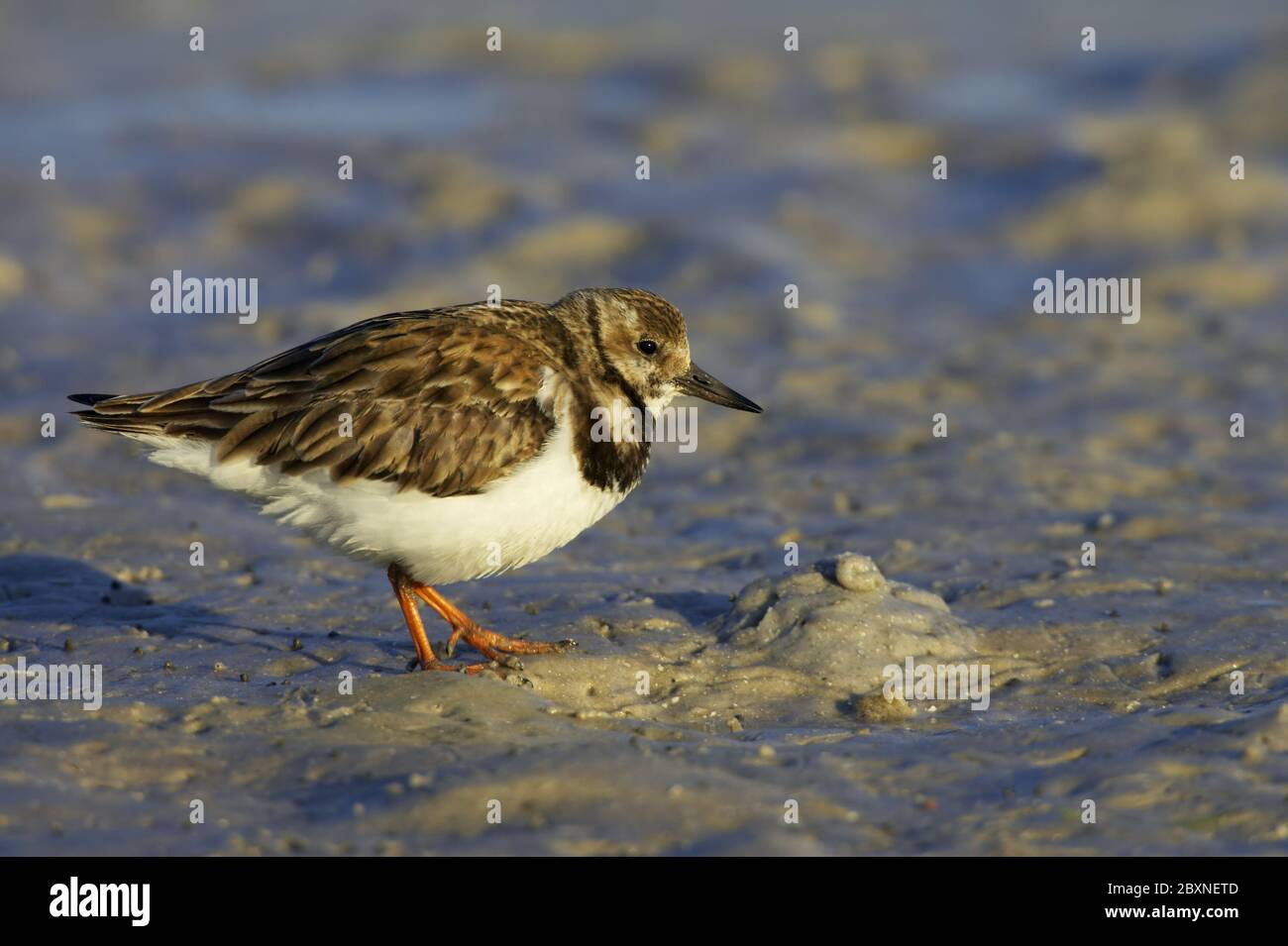 Black turnstone hi-res stock photography and images - Alamy