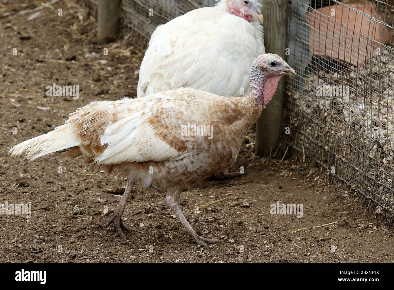 Turkey broad breasted white hi-res stock photography and images - Alamy