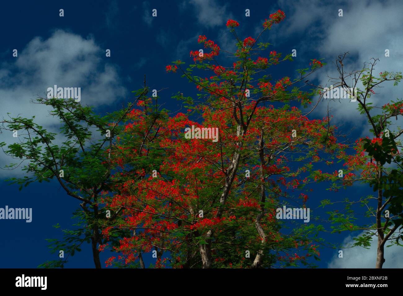 Flamboyan, Beautiful Puerto Rico Stock Photo - Alamy