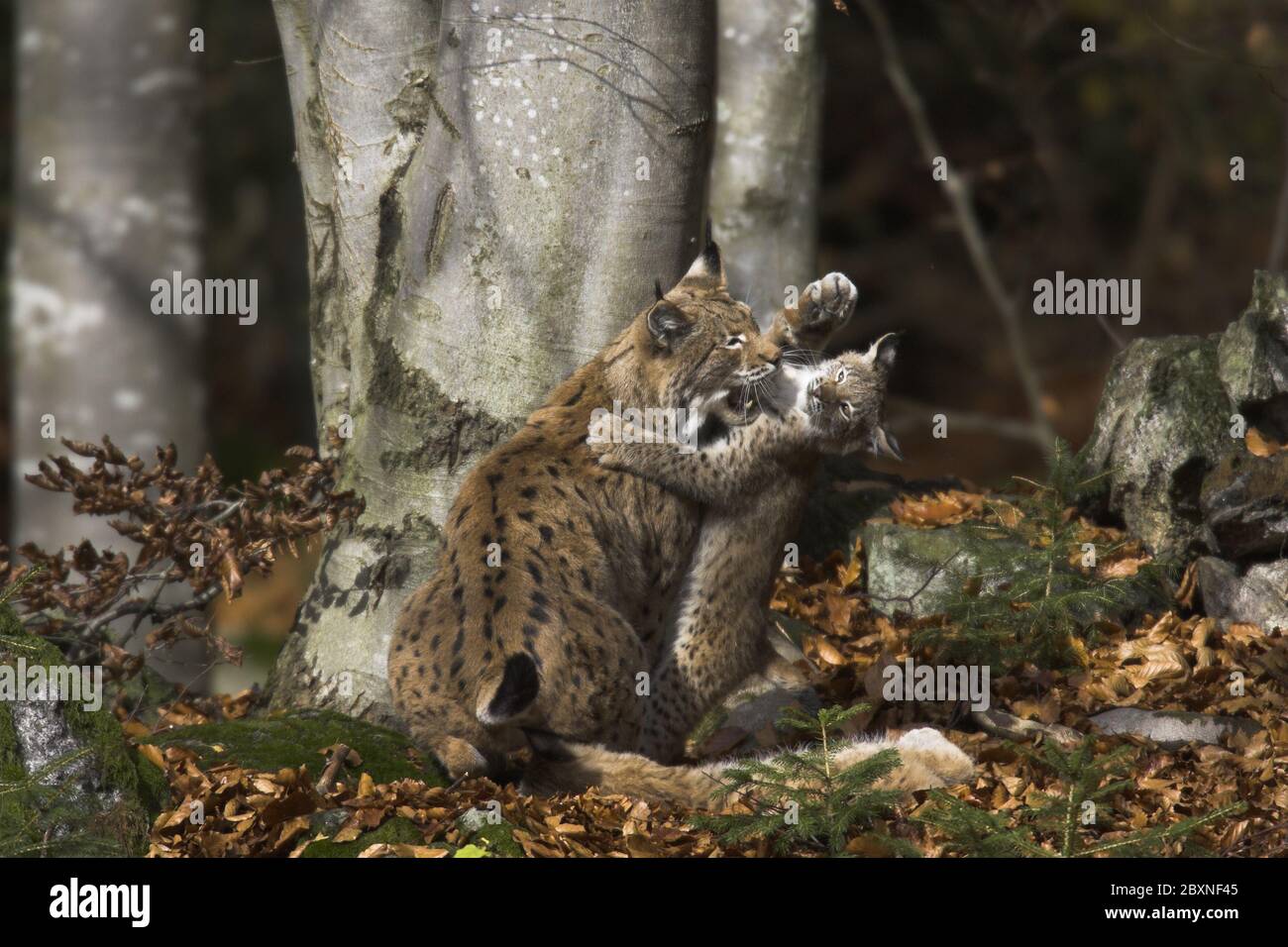 European Lynx, Lynx Lynx Stock Photo - Alamy