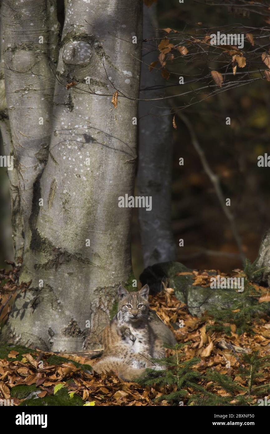 European Lynx, Lynx Lynx Stock Photo - Alamy