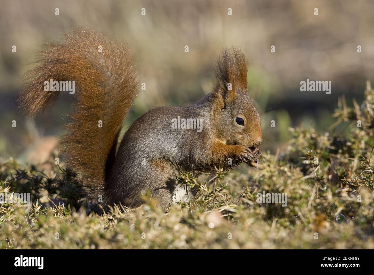 Red european squirrel hi-res stock photography and images - Alamy
