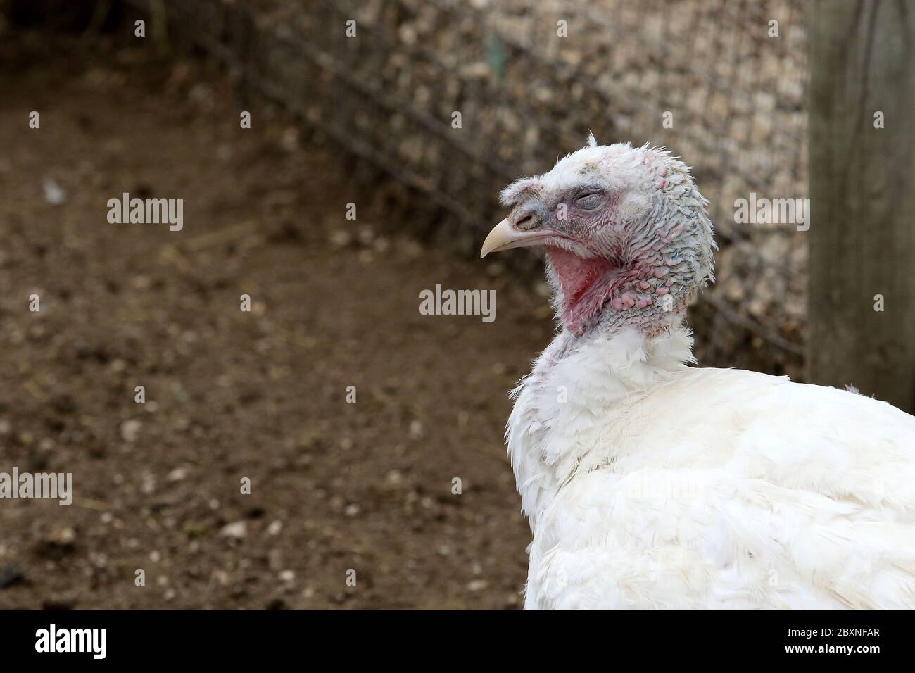 Turkey broad breasted white hi-res stock photography and images - Alamy