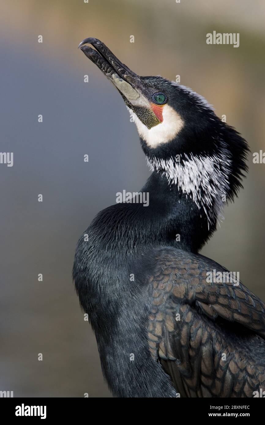 Phalacrocorax carbo, Great Cormorant Stock Photo - Alamy