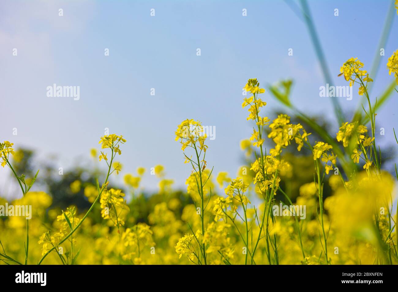 Mustard field with Beautiful blue sky Stock Photo - Alamy