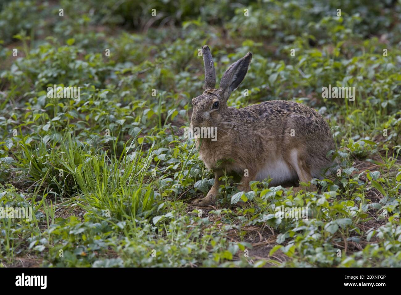 European Brown Hare, Lepus europaeus Stock Photo - Alamy