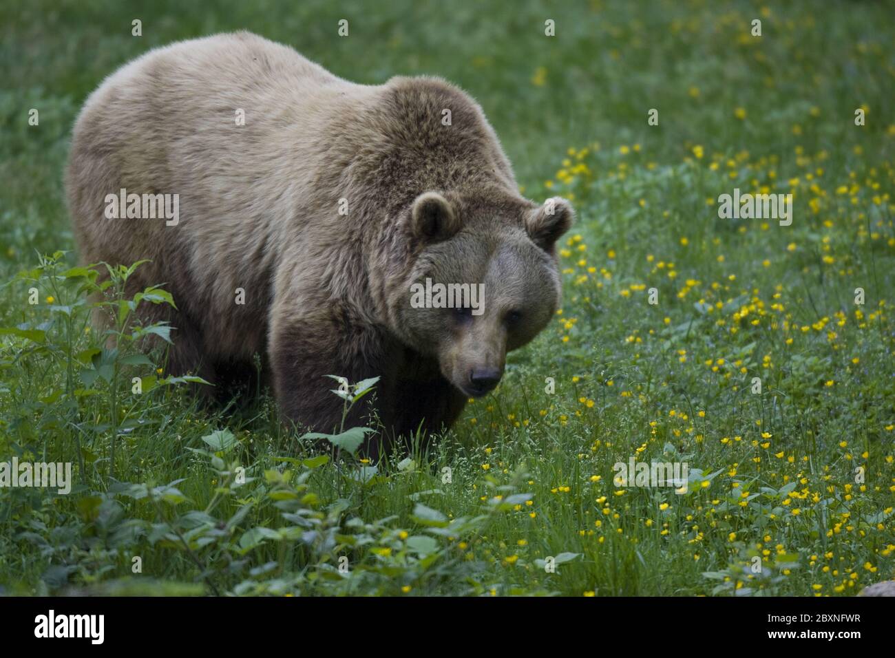 European Brown Baer Stock Photo - Alamy