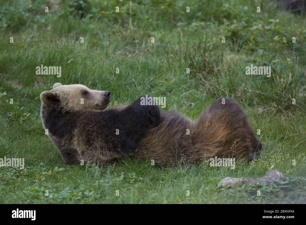 European Brown Baer Stock Photo - Alamy