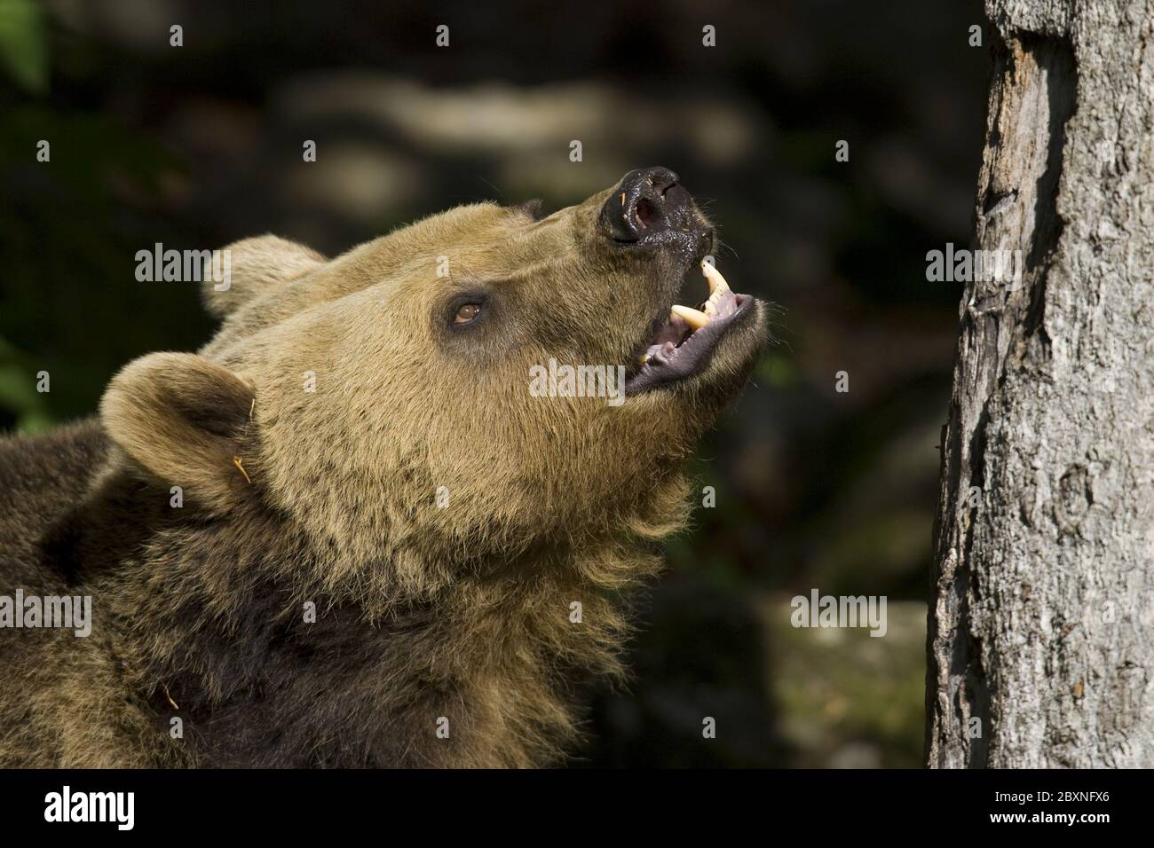 European Brown Baer Stock Photo - Alamy