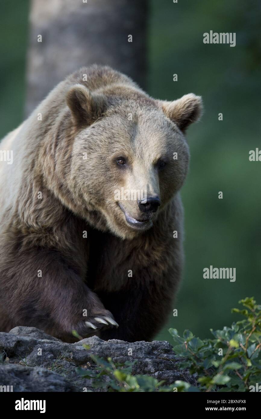 European Brown Baer Stock Photo - Alamy