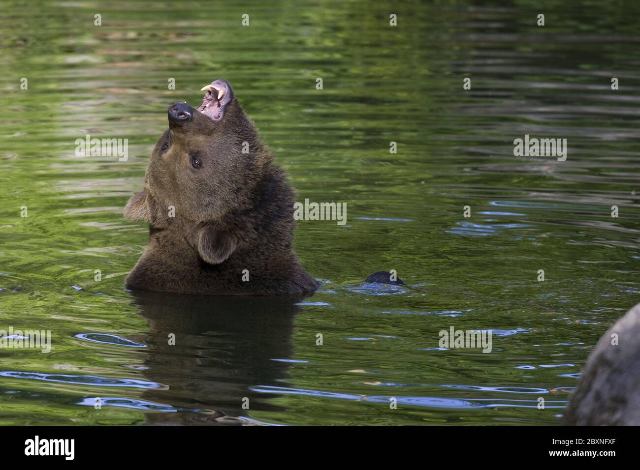 European Brown Baer Stock Photo - Alamy