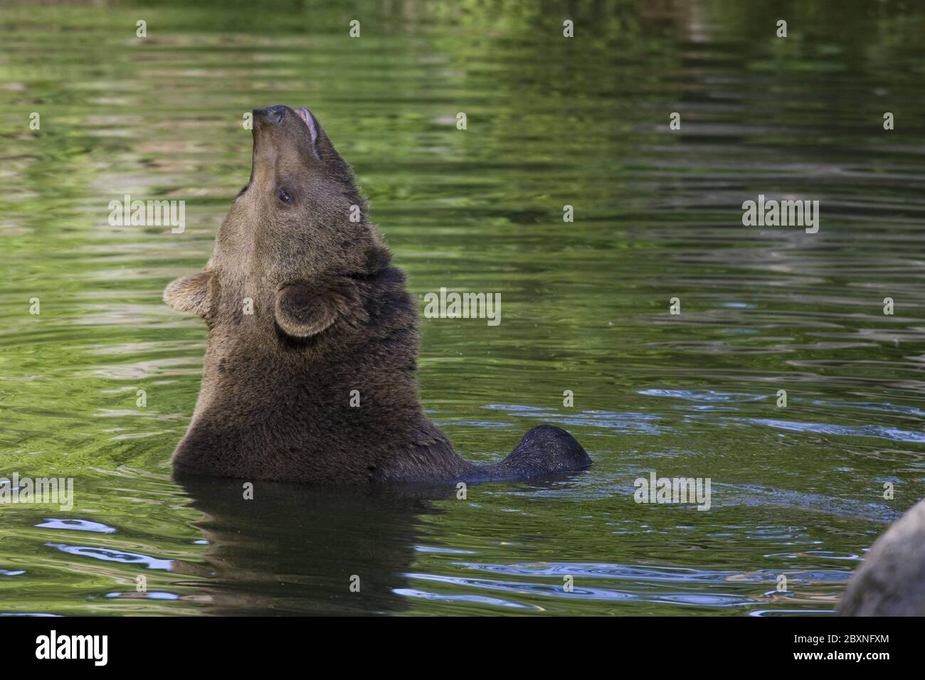 European Brown Baer Stock Photo - Alamy