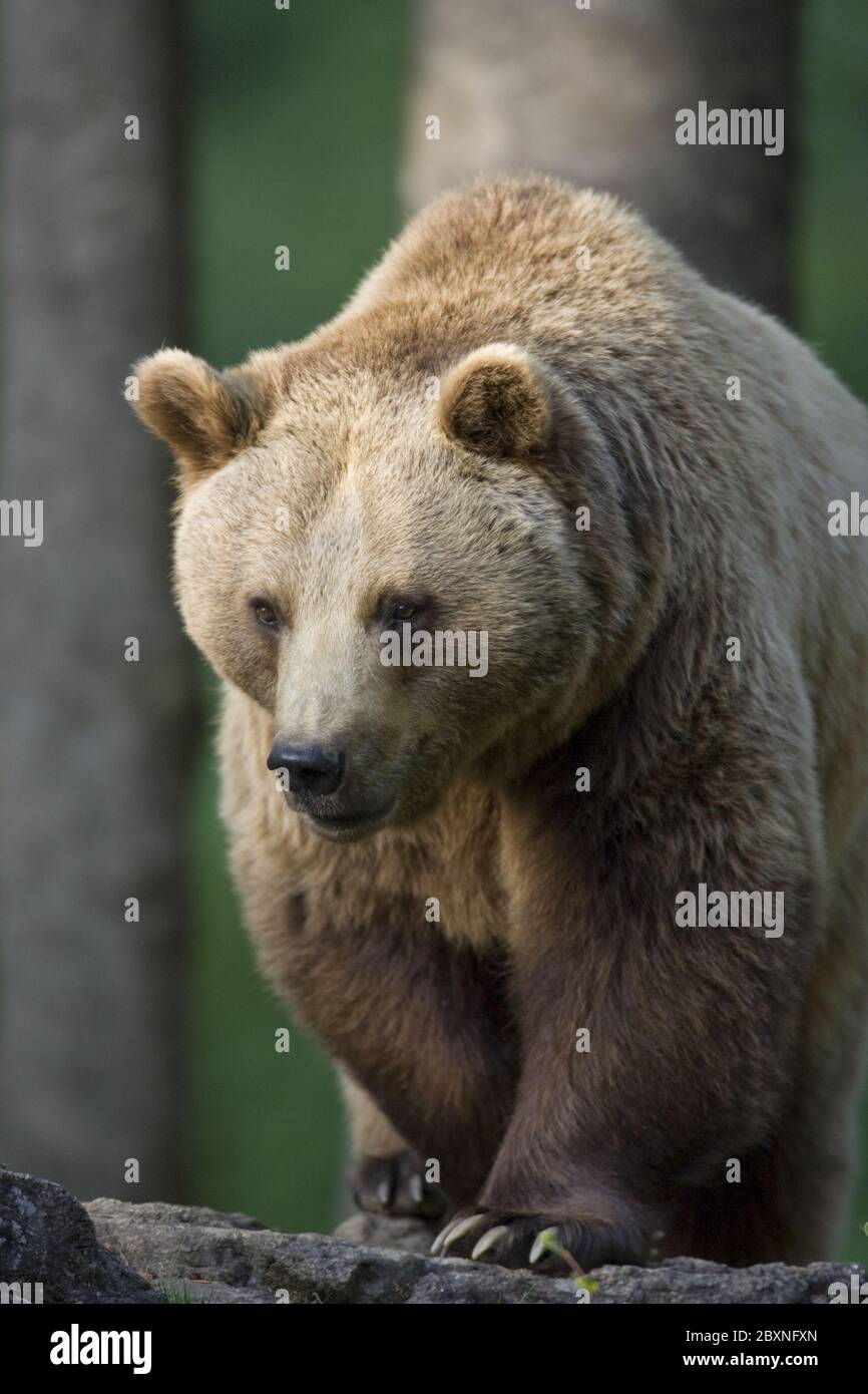 Ours brun hi-res stock photography and images - Alamy