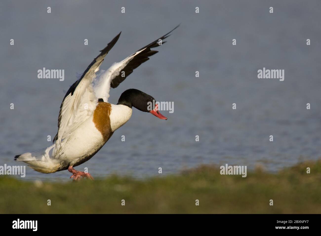Kasaska hi-res stock photography and images - Alamy