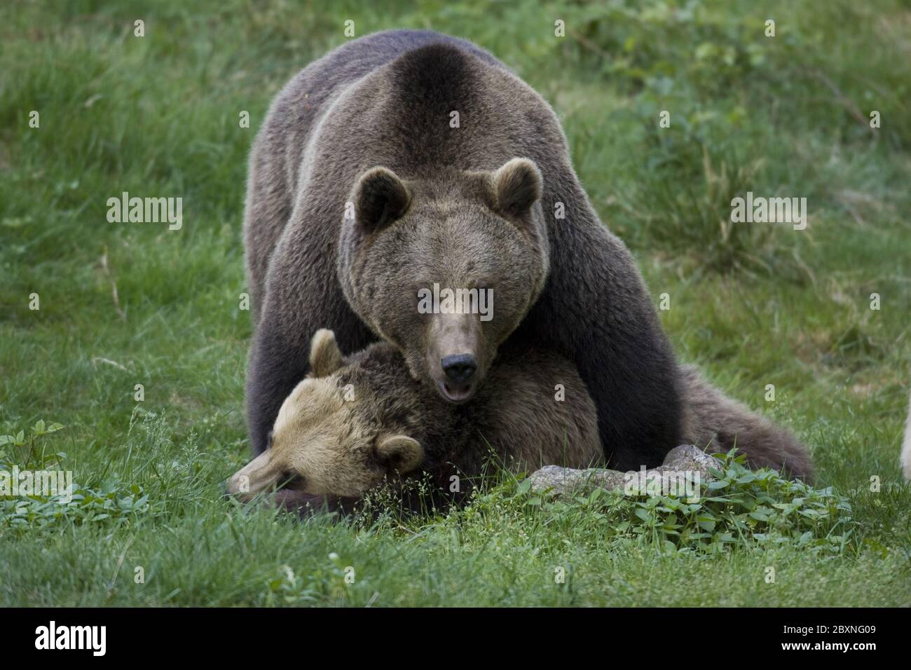 European Brown Baer Stock Photo - Alamy
