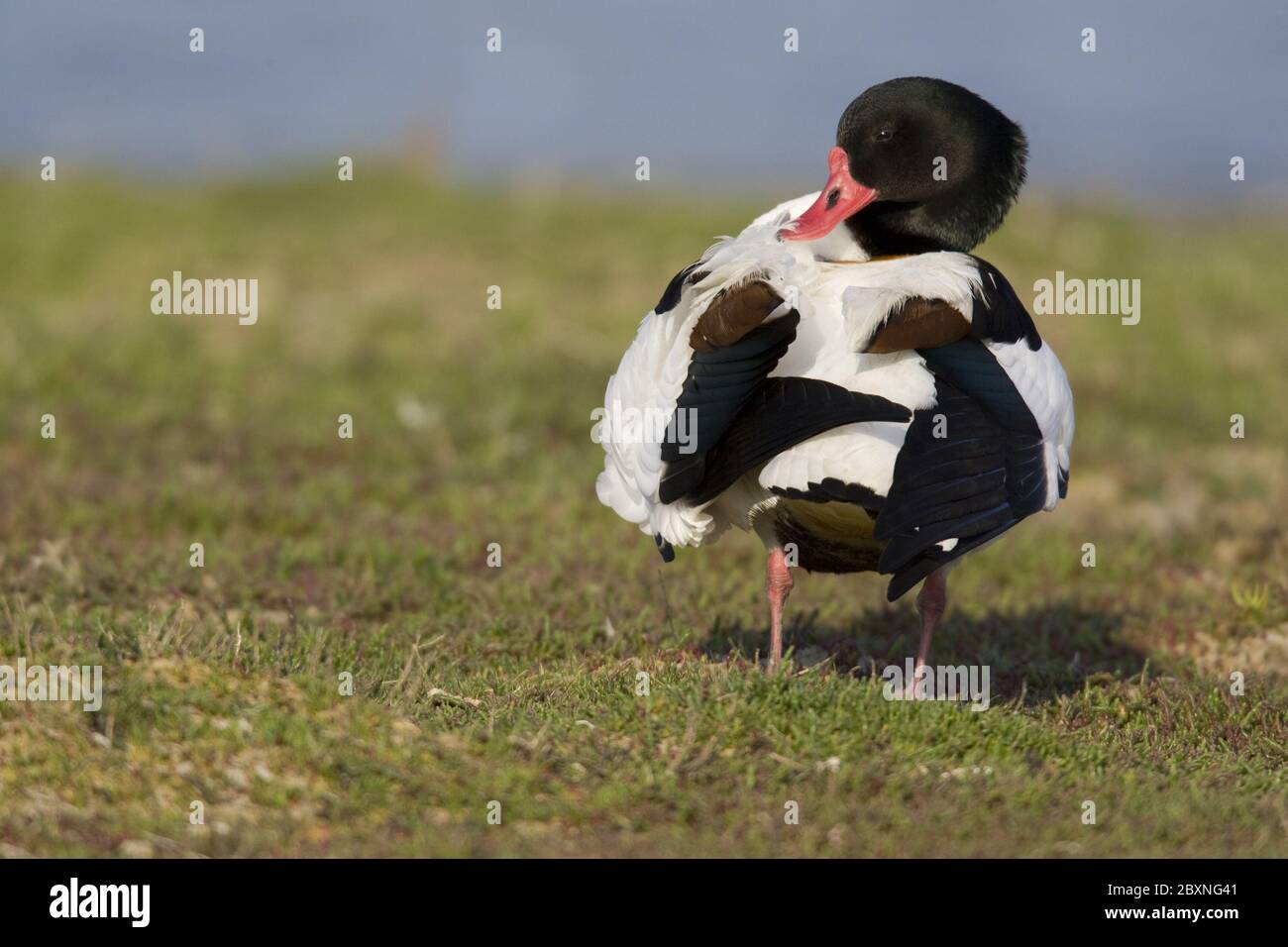 Kasaska hi-res stock photography and images - Alamy