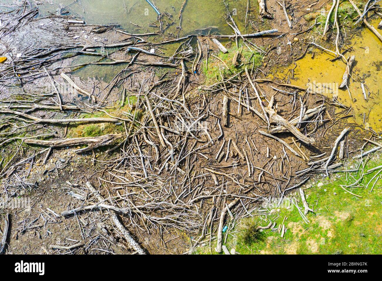 Dead trees on a shore. Aerial view Stock Photo - Alamy