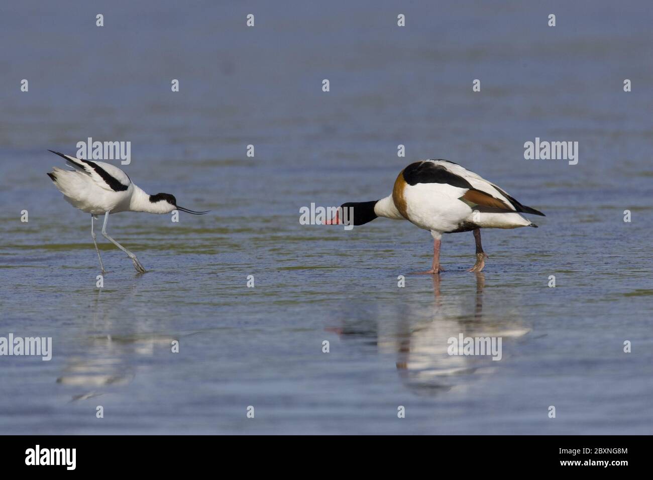 Recurvirostra avosetta, Pied avocet Stock Photo - Alamy