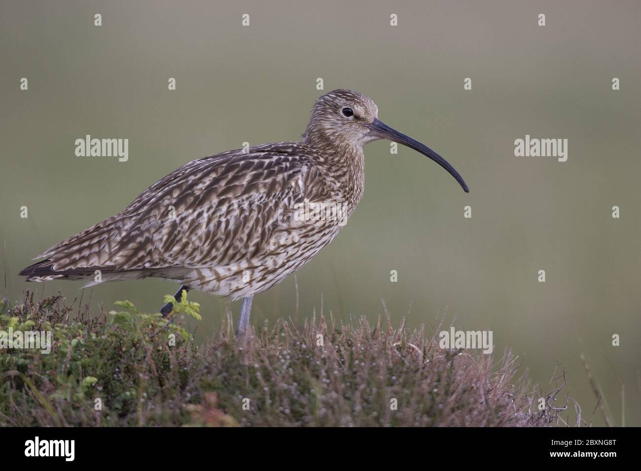 Curlew, Numenius arquata Stock Photo - Alamy