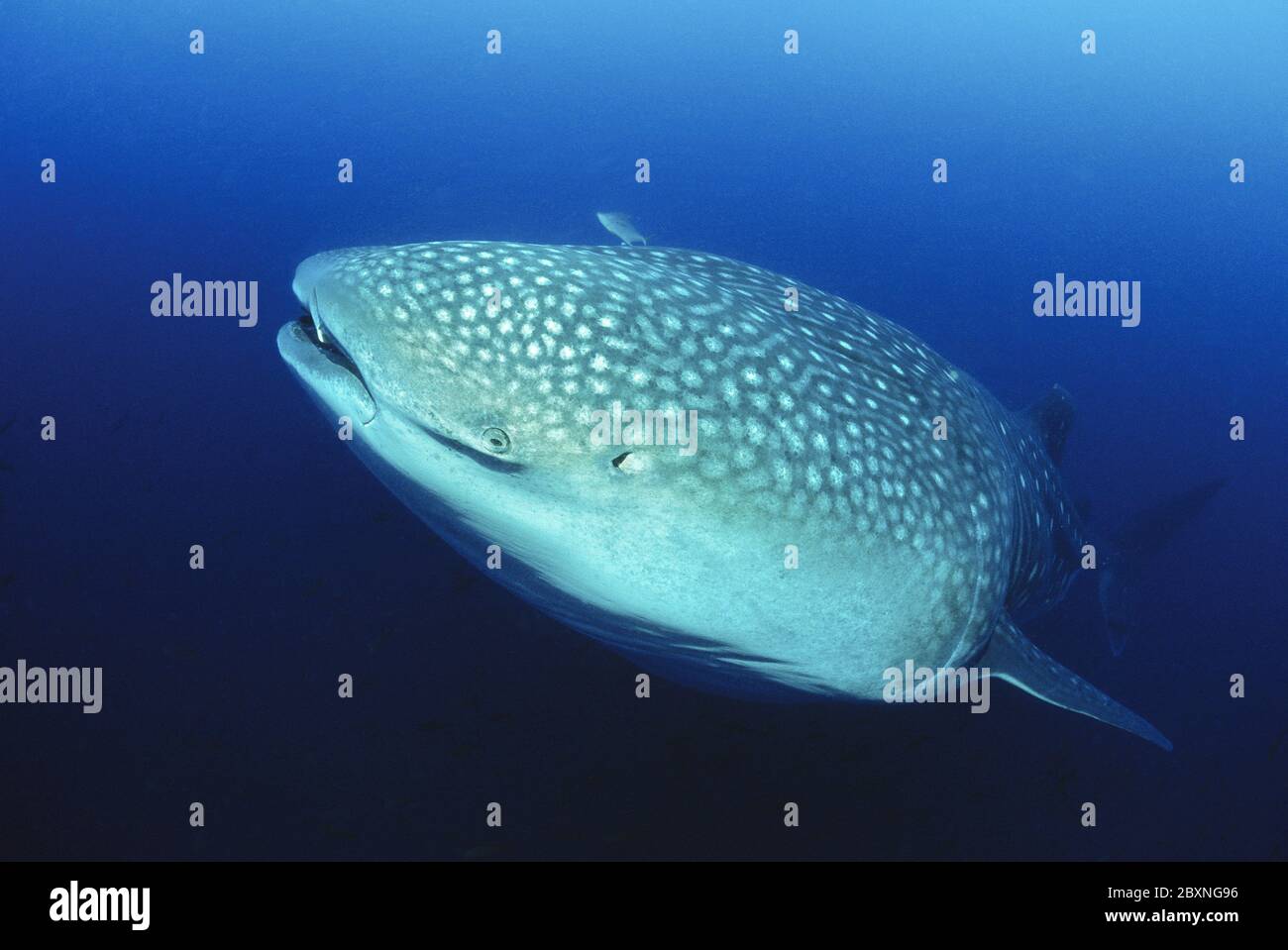 Walhai, Rhincodon typus, Whale shark Stock Photo - Alamy