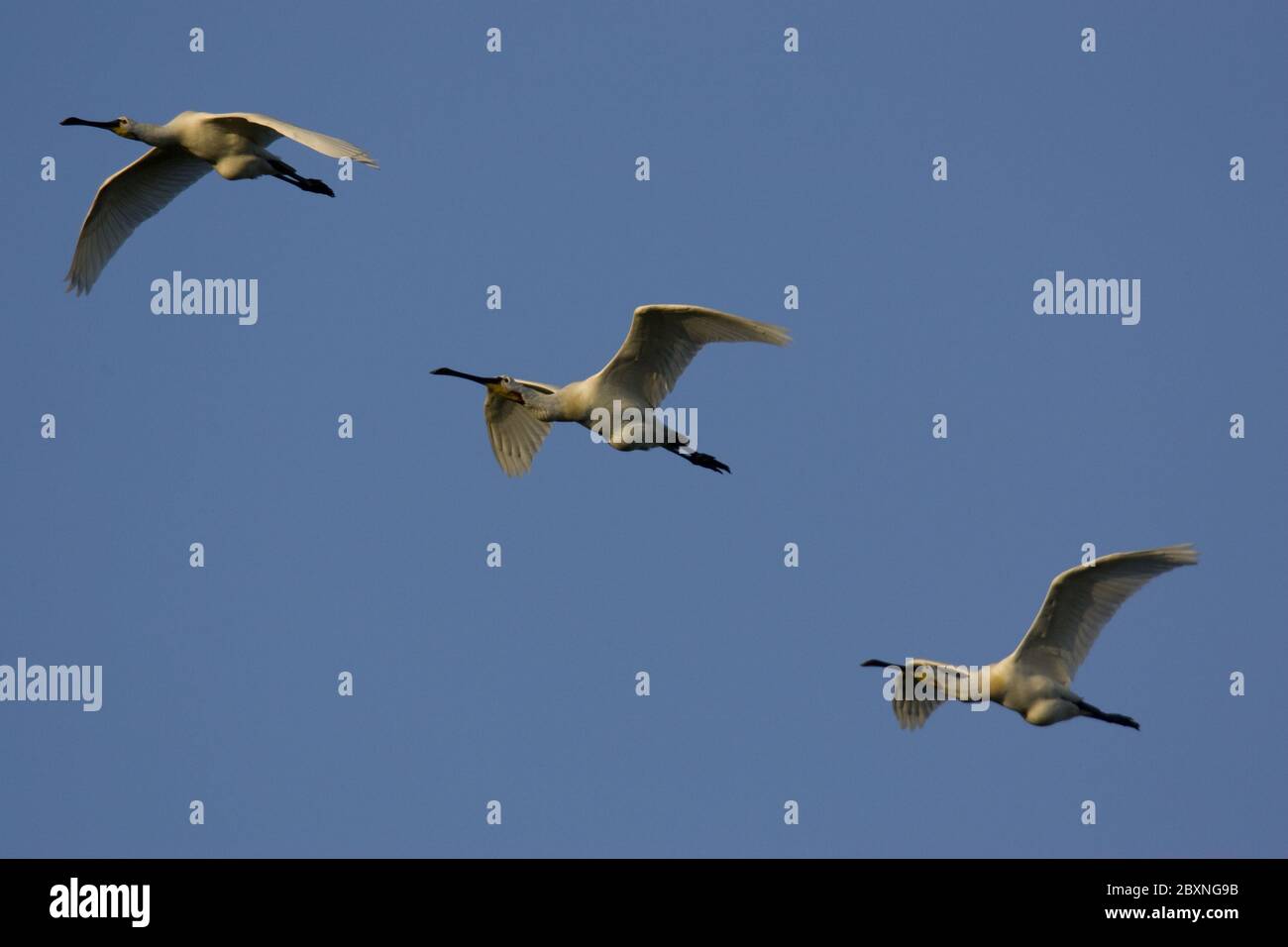 eurasian spoonbill, spoonbill, white spoonbill Stock Photo - Alamy