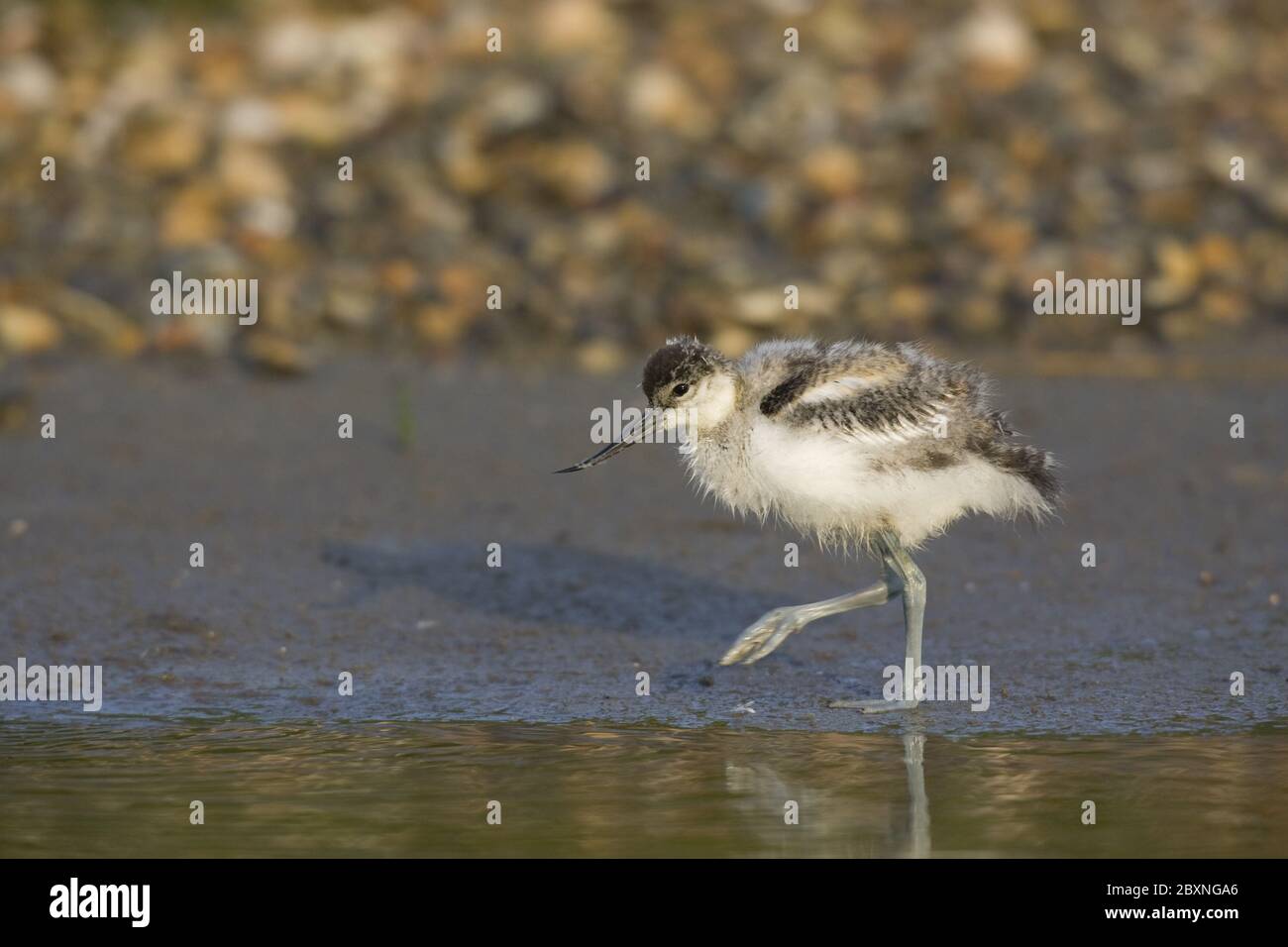 Recurvirostra avosetta, Pied avocet Stock Photo - Alamy