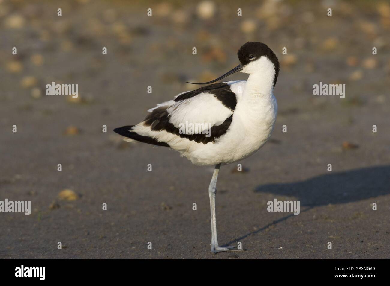 Recurvirostra avosetta pied avocet hi-res stock photography and images ...