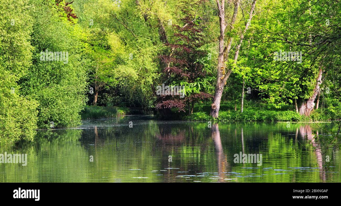 Tree trees green wood hi-res stock photography and images - Alamy