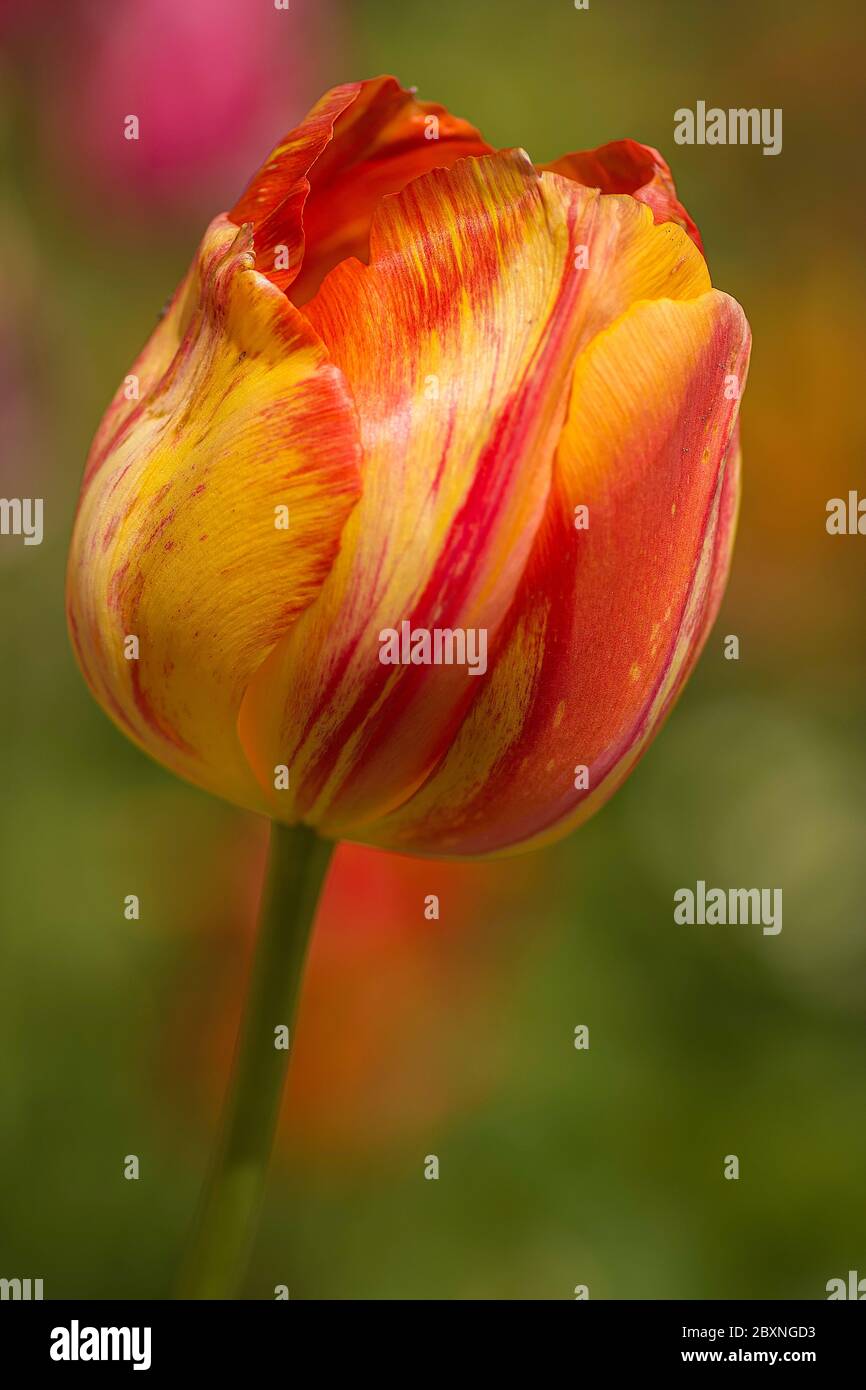 Alnwick garden northumberland tulips hi-res stock photography and ...
