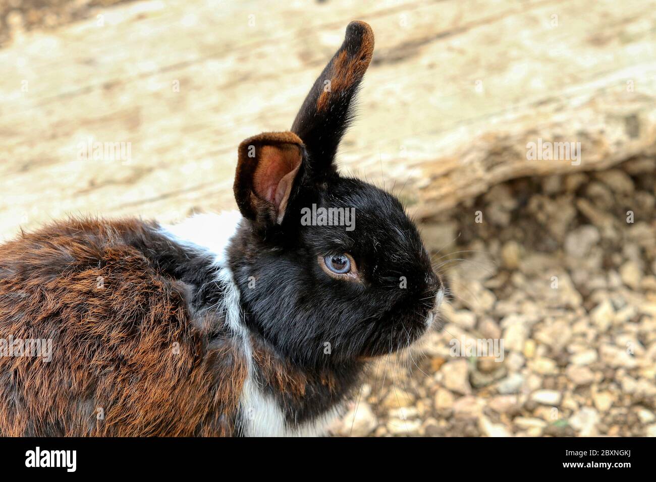 Rabbit teeth close up hi-res stock photography and images - Alamy