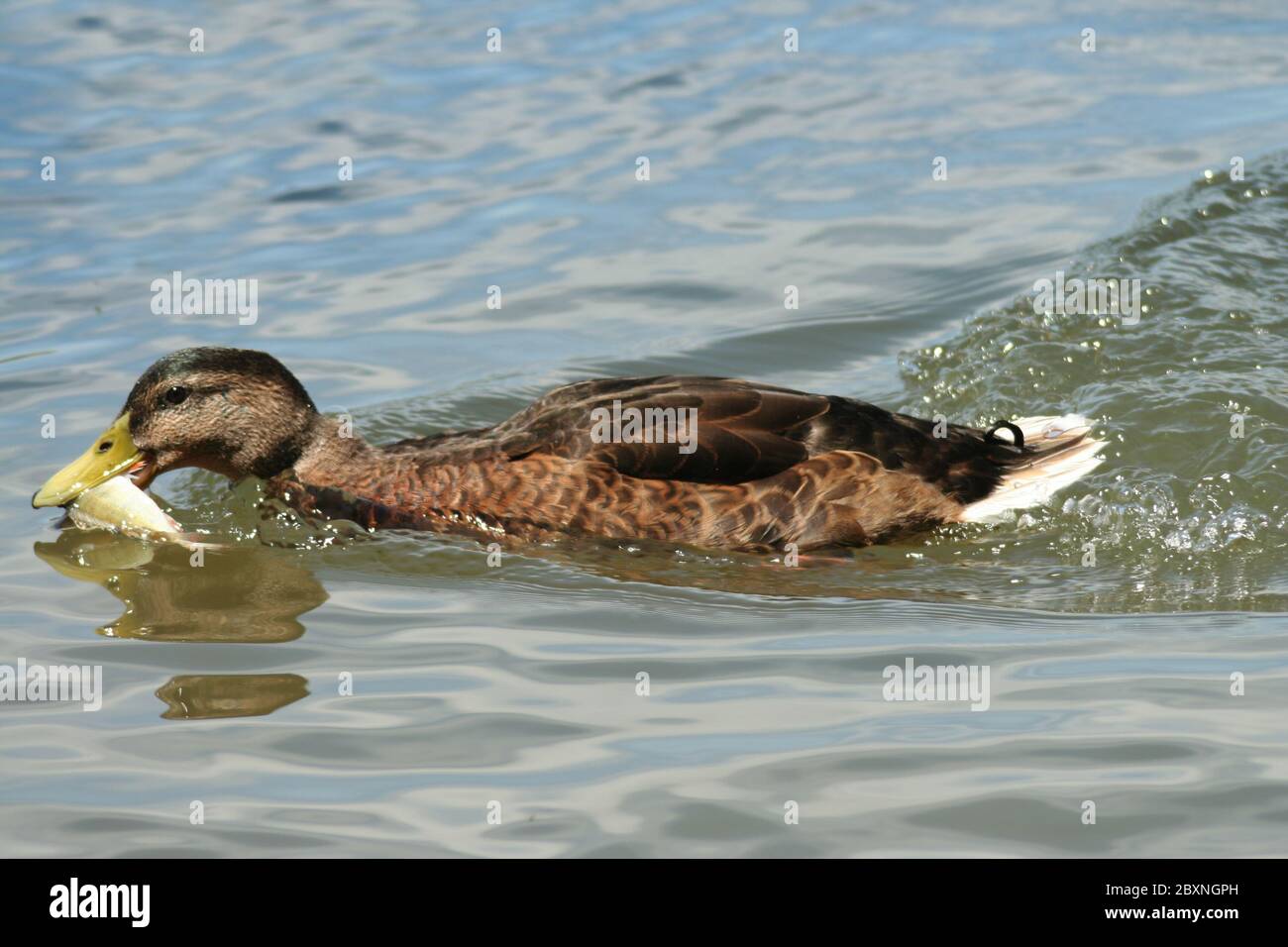 Duck with fish Stock Photo - Alamy