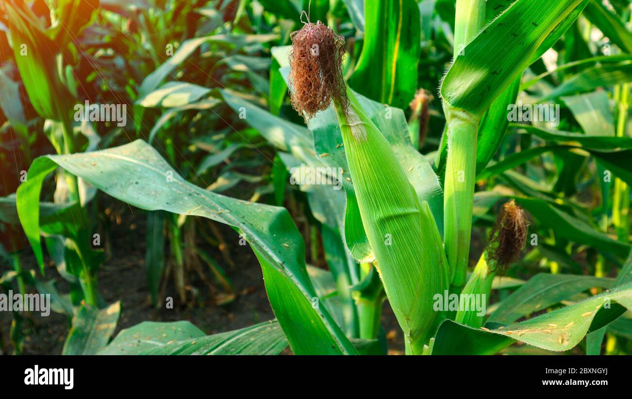 Garden sweet corn seedlings hi-res stock photography and images - Alamy