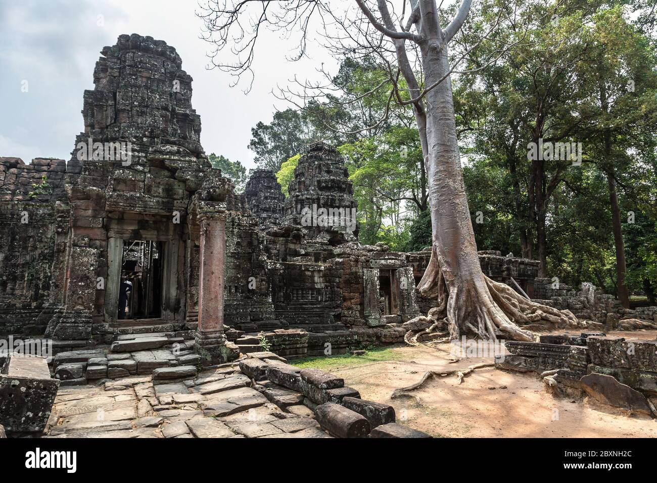 Banyan tree roots in Banteay Kdei temple is Khmer ancient temple in ...