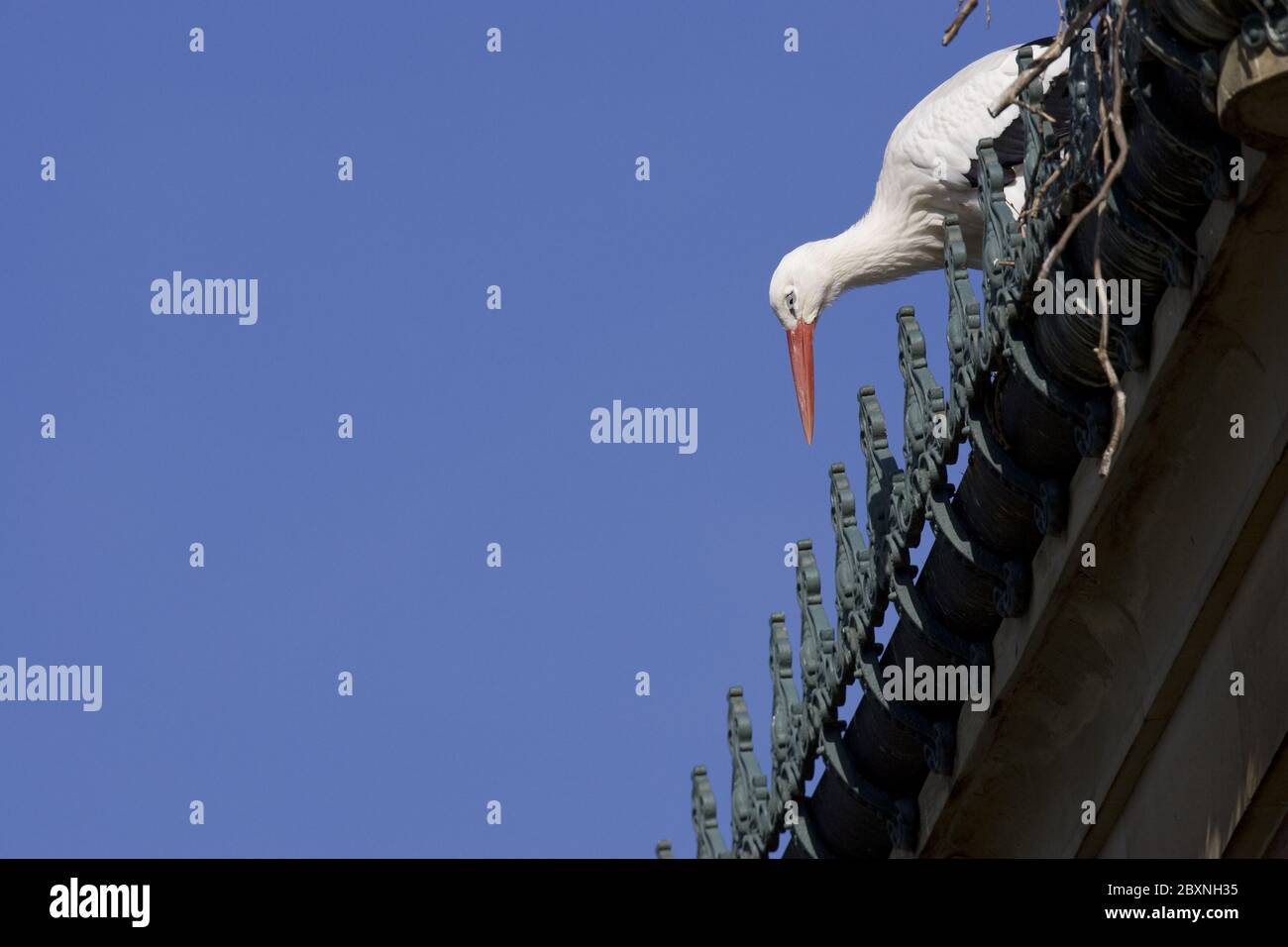 White stork, Ciconia ciconia, Europe Stock Photo - Alamy