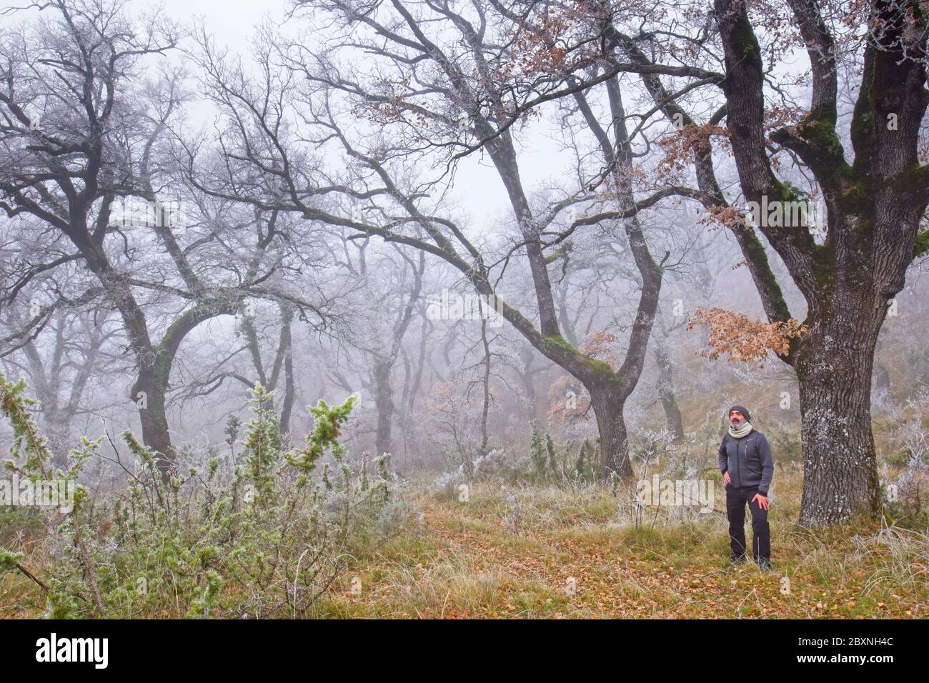 Man in the oak hi-res stock photography and images - Alamy