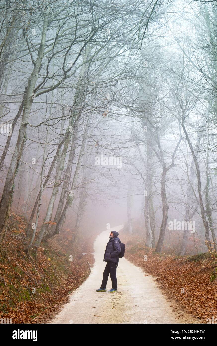 Man in a foggy beech forest Stock Photo - Alamy