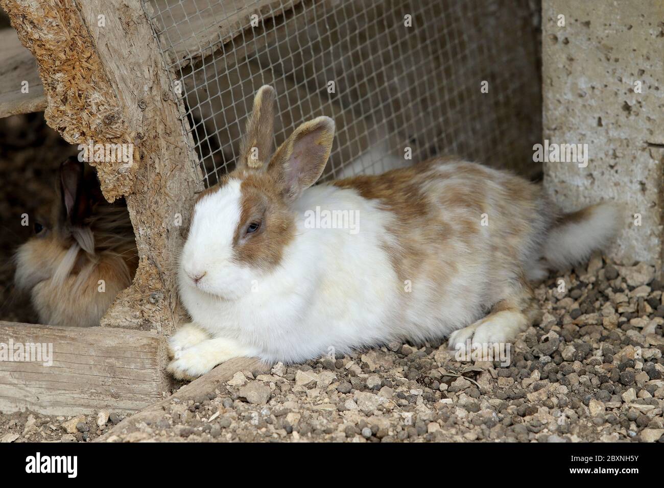 Portrait of a white-beige rabbit resting Stock Photo - Alamy
