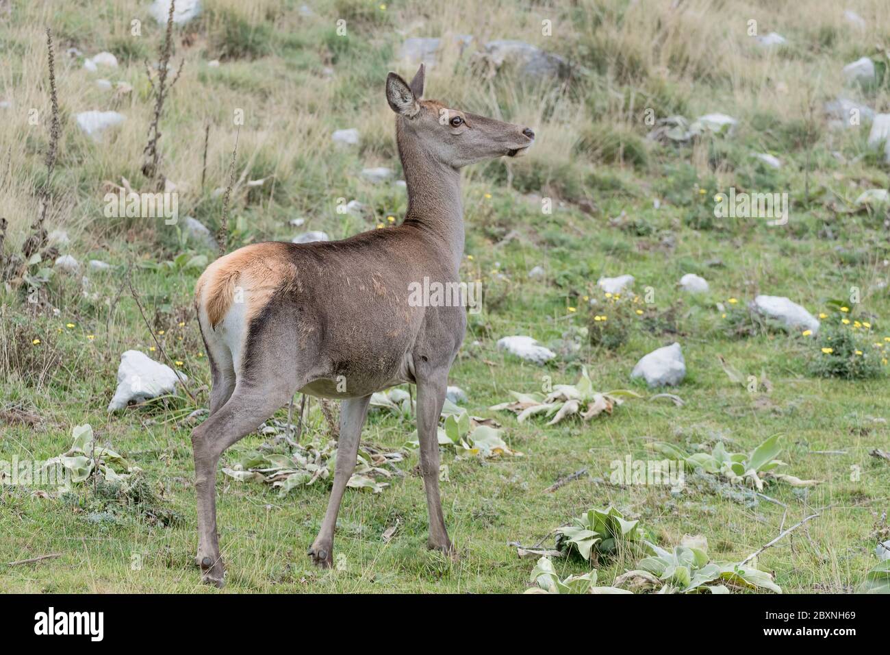 Male and female red deer mating ritual hi-res stock photography and ...