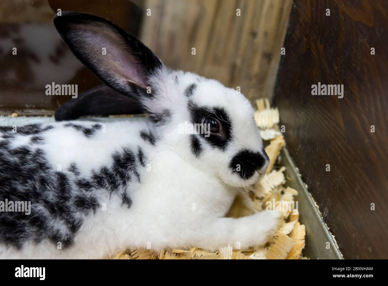 English spot rabbit hi-res stock photography and images - Alamy